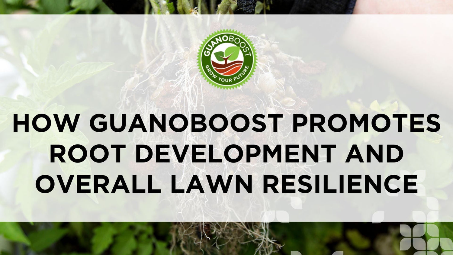 How GuanoBoost Promotes Root Development and Overall Lawn Resilience