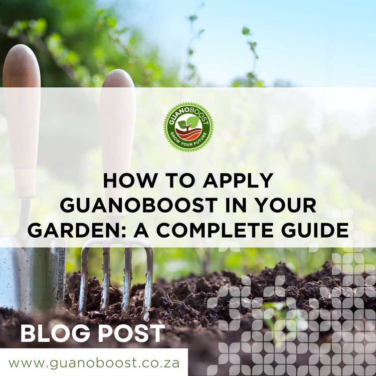 How to Apply GuanoBoost in Your Garden: A Complete Guide