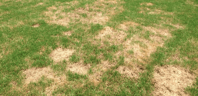 HOW TO REPAIR DEAD SPOTS ON YOUR LAWN