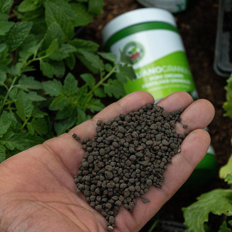 How to Use Guanoboost Organic Fertiliser in Your Vegetable Garden